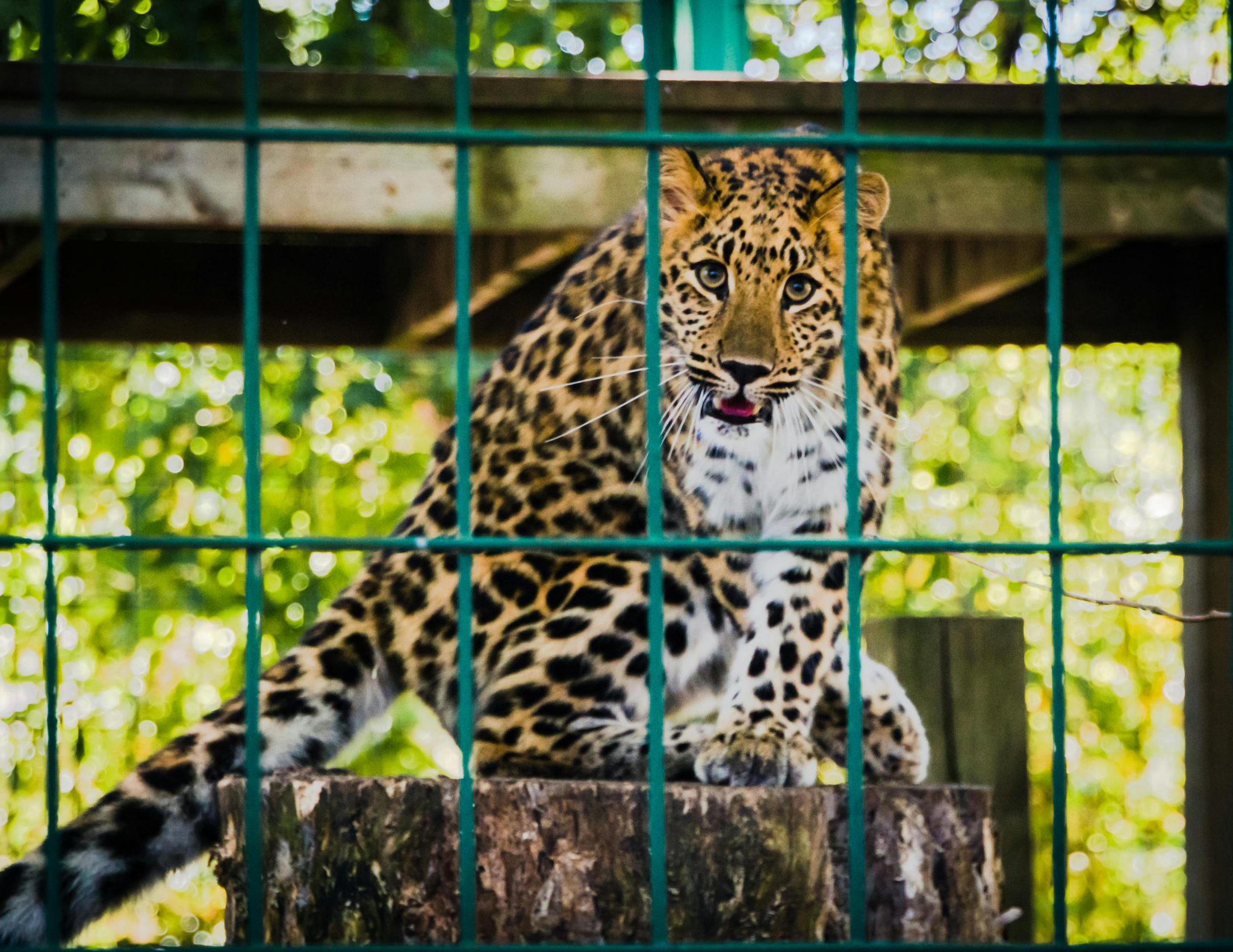 The Truth About UK Zoos and Animal Welfare - Kelp Social